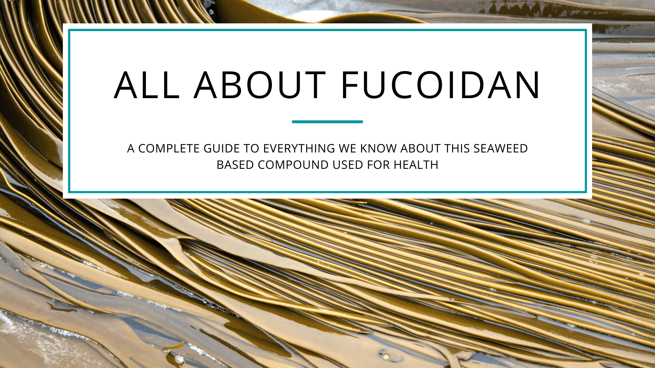 Everything We Know About Fucoidan - The Benefits & Side Effects – The ...